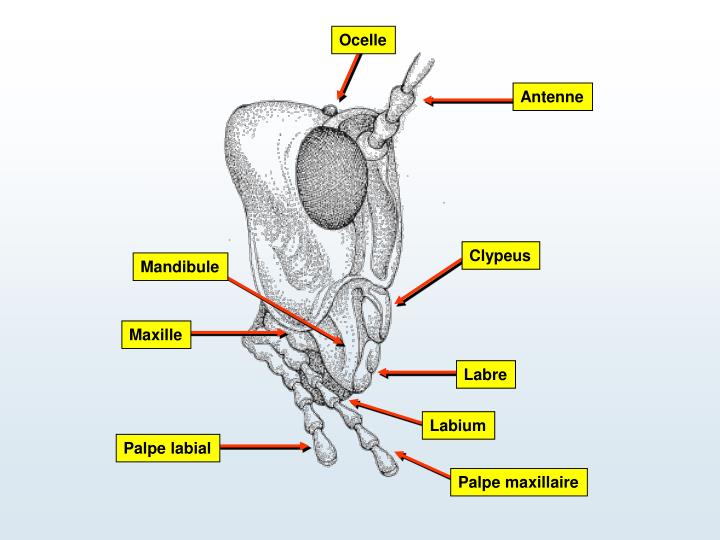 PPT - ANATOMIE GÉNÉRALE DES INSECTES PowerPoint Presentation - ID:3339761