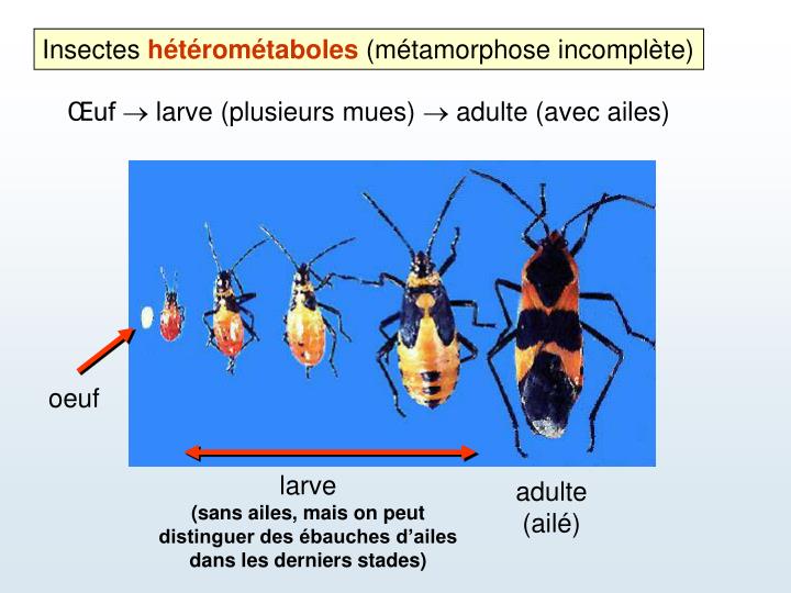 PPT - ANATOMIE GÉNÉRALE DES INSECTES PowerPoint Presentation - ID:3339761