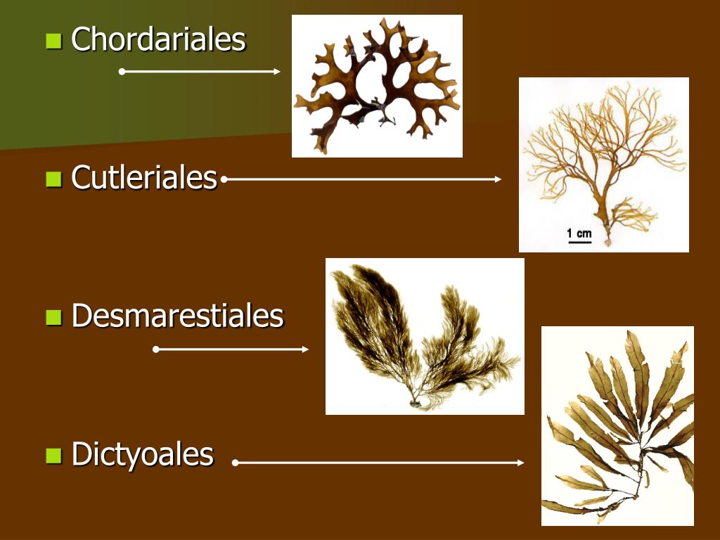PPT - Sistemática de feofitas; las algas pardas. PowerPoint ...
