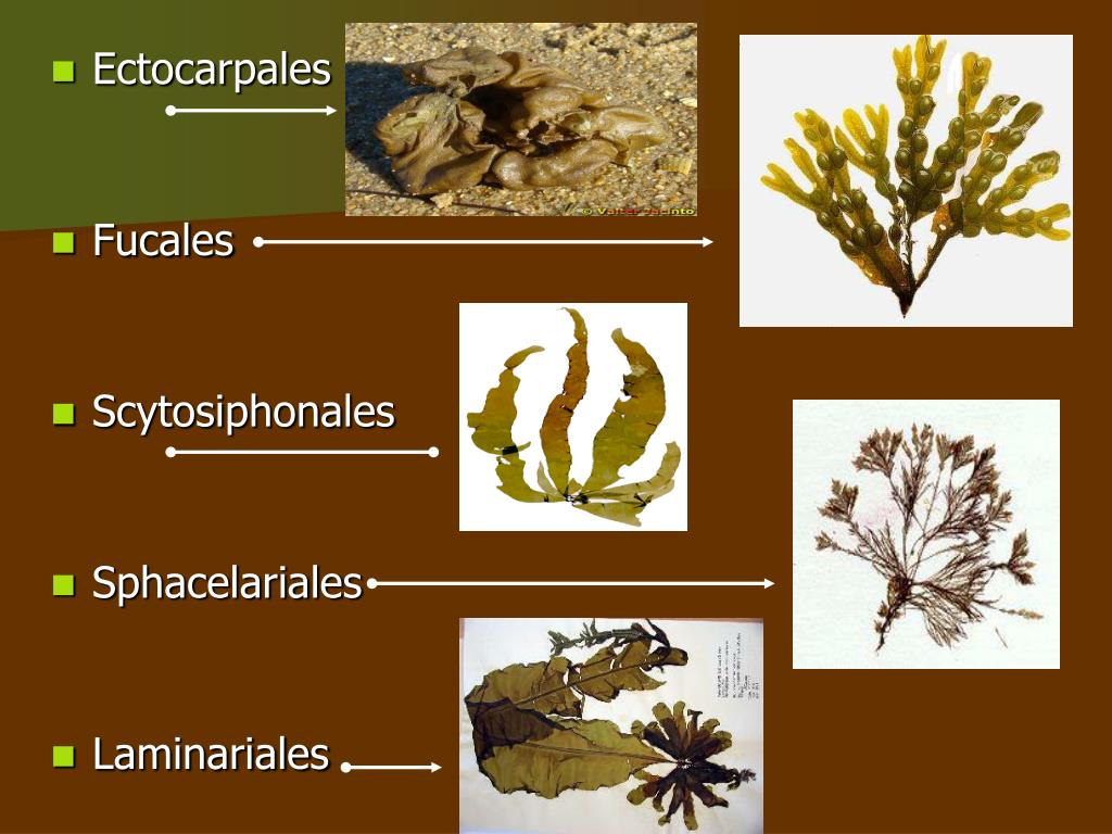 PPT - Sistemática de feofitas; las algas pardas. PowerPoint ...