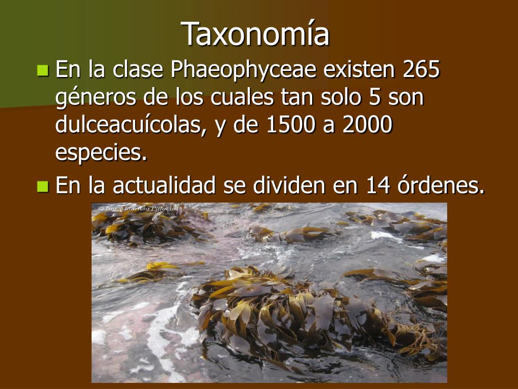 PPT - Sistemática de feofitas; las algas pardas. PowerPoint ...