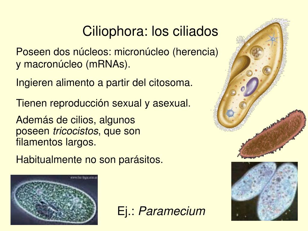 PPT - Cátedra: Microbiología General Carrera: Licenciatura en ...