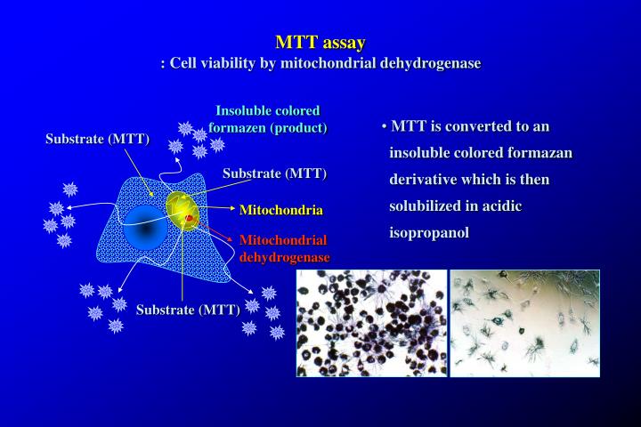 PPT - Cell Viability PowerPoint Presentation - ID:3340242