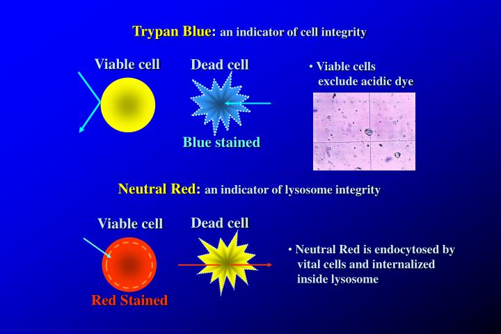 PPT - Cell Viability PowerPoint Presentation - ID:3340242