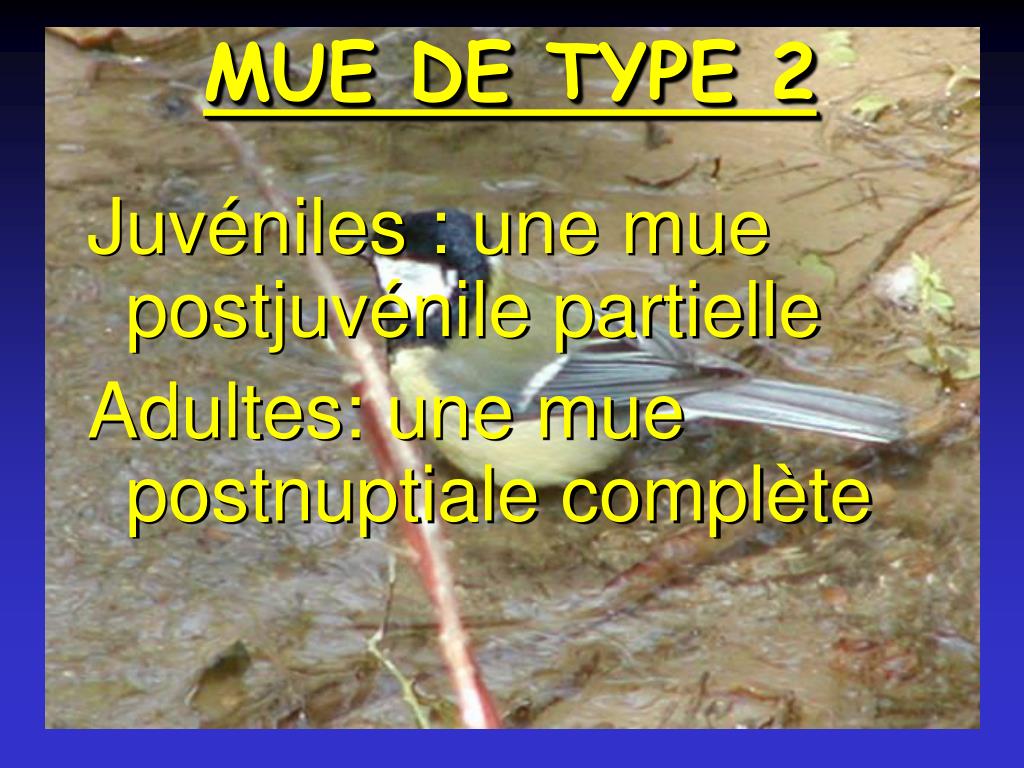 PPT - Les principales stratégies de mue chez les passereaux PowerPoint ...