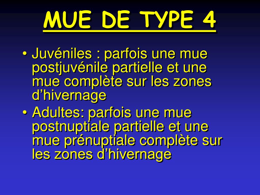 PPT - Les principales stratégies de mue chez les passereaux PowerPoint ...