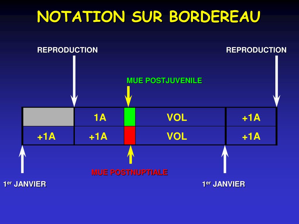 PPT - Les principales stratégies de mue chez les passereaux PowerPoint ...