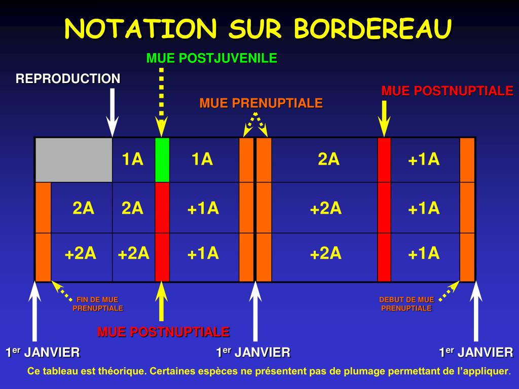 PPT - Les principales stratégies de mue chez les passereaux PowerPoint ...