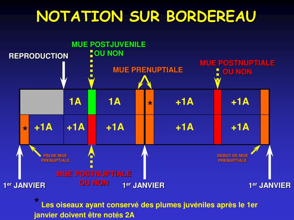 PPT - Les principales stratégies de mue chez les passereaux PowerPoint ...