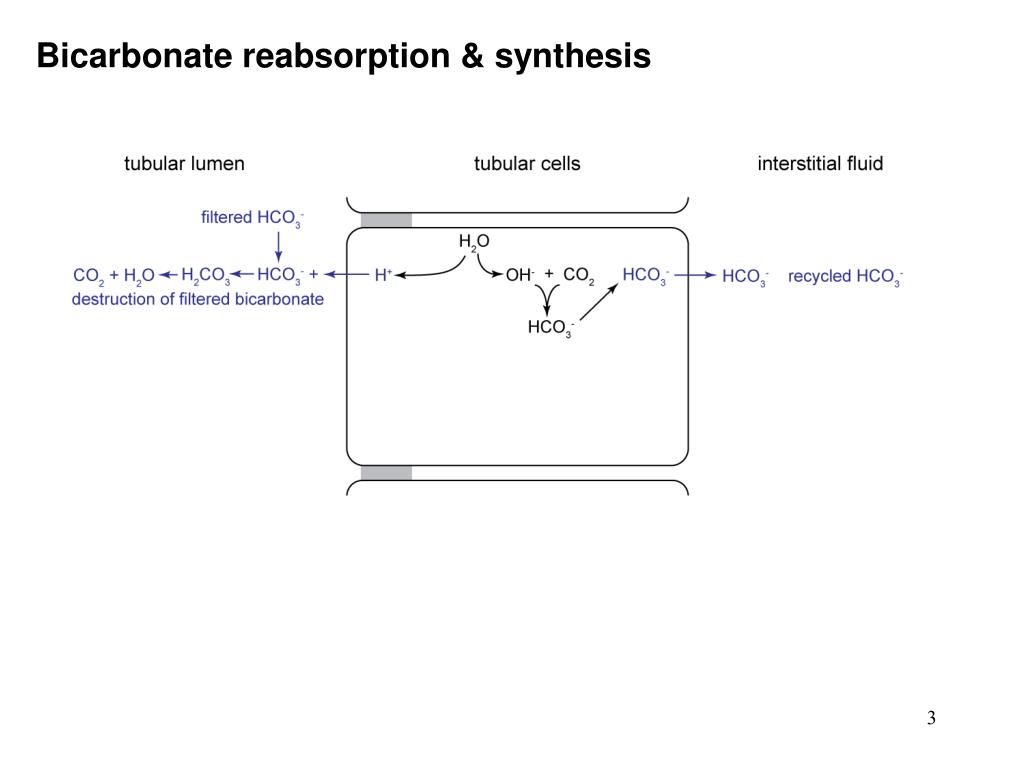 PPT - H + secretion (proximal tubule/thick ascending Henle) PowerPoint ...