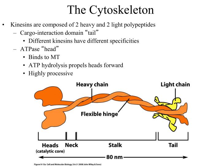 PPT - The Cytoskeleton PowerPoint Presentation - ID:3340914