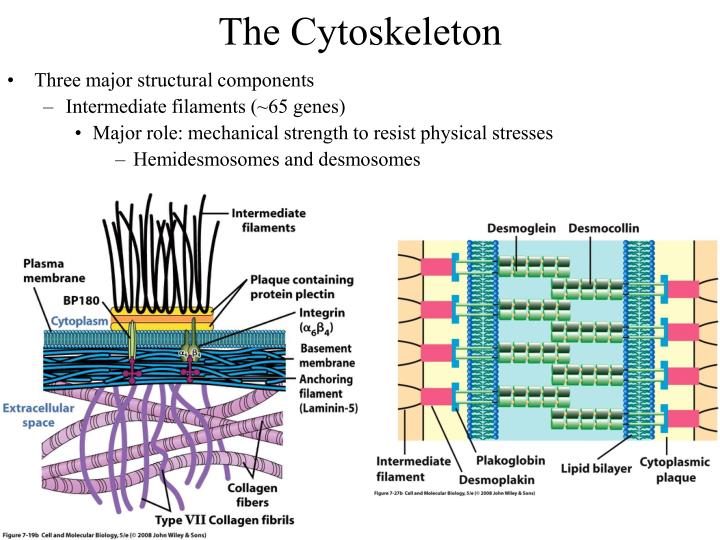 PPT - The Cytoskeleton PowerPoint Presentation - ID:3340914