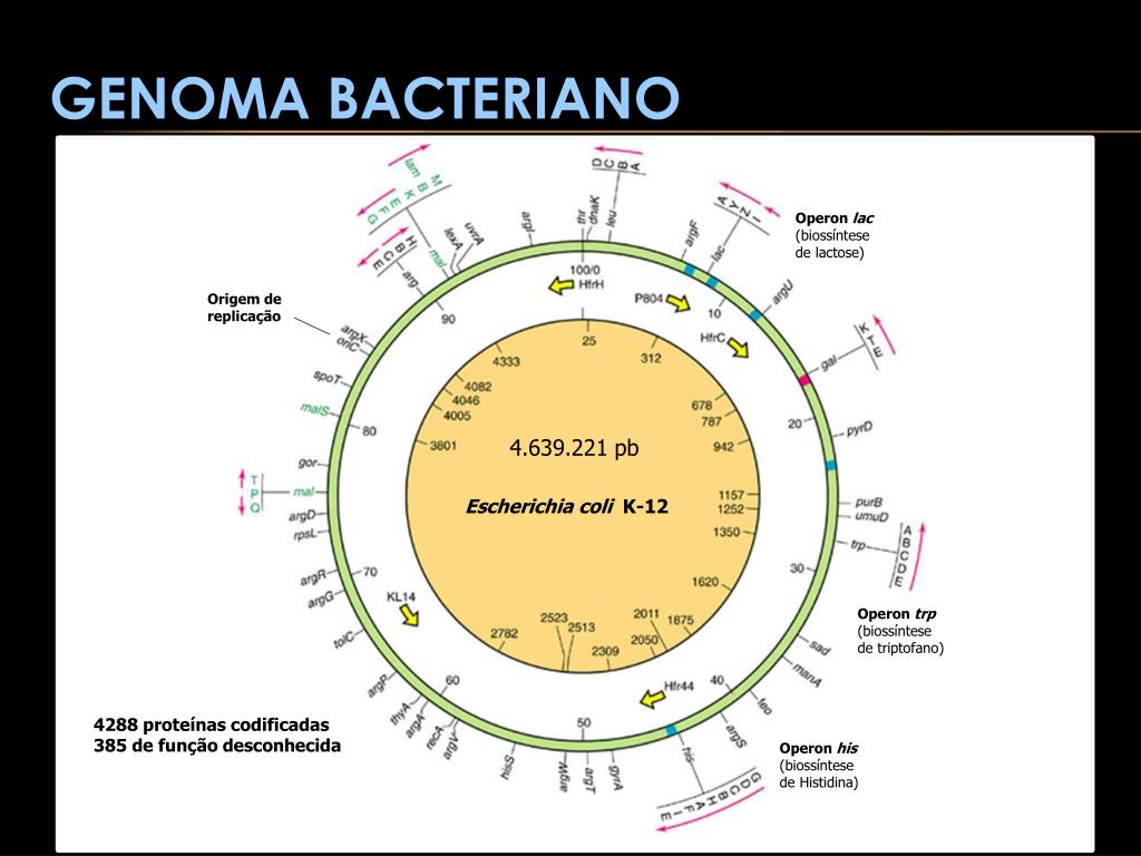 PPT - Princípios de Genética Microbiana PowerPoint Presentation, free ...