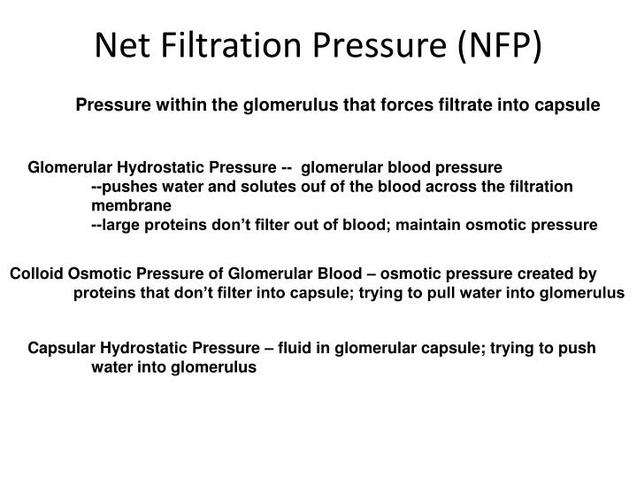 PPT - Nephron and Associated Blood Vessels PowerPoint Presentation - ID ...