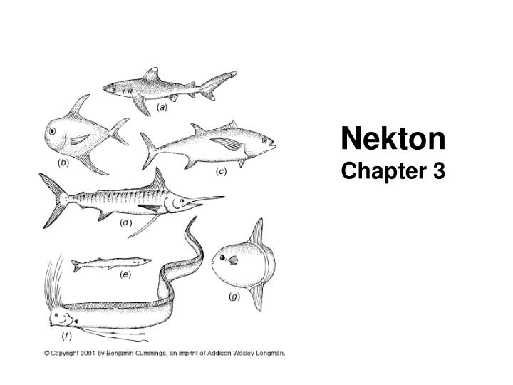 PPT - Nekton Chapter 3 PowerPoint Presentation, free download - ID:3342868
