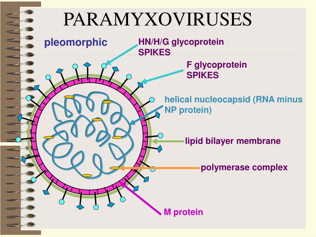 PPT - Family Paramyxoviridae Subfamily Paramyxovirinae: Genes ...