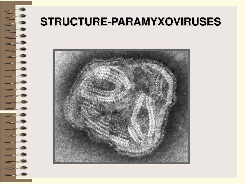 PPT - Family Paramyxoviridae Subfamily Paramyxovirinae: Genes ...