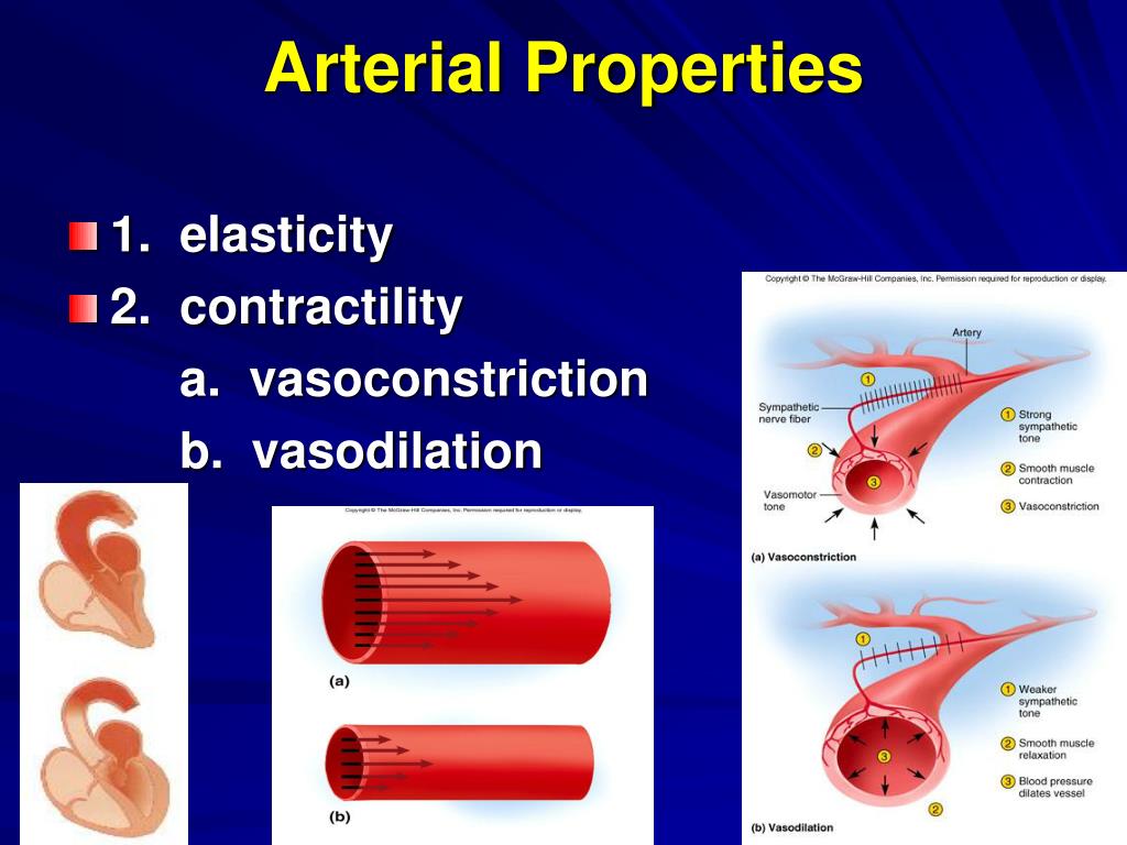 PPT - The Cardiovascular System: Blood Vessels and Hemodynamics ...