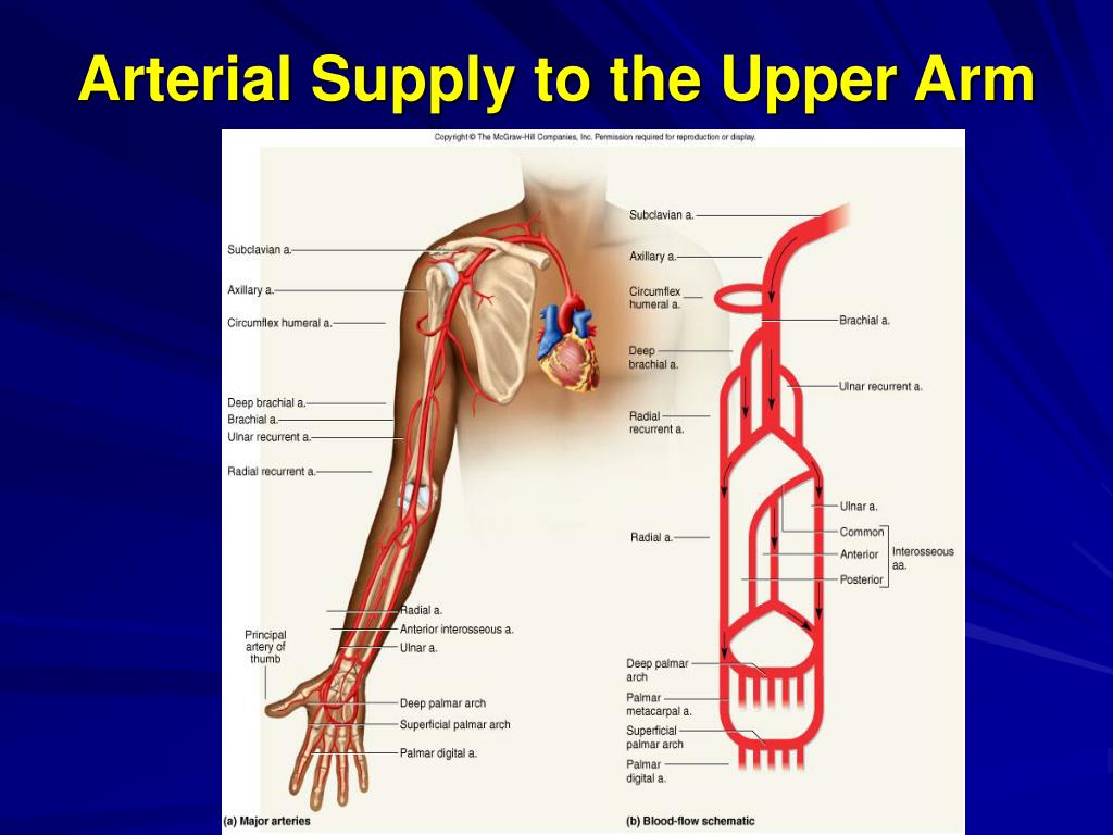 PPT - The Cardiovascular System: Blood Vessels and Hemodynamics ...