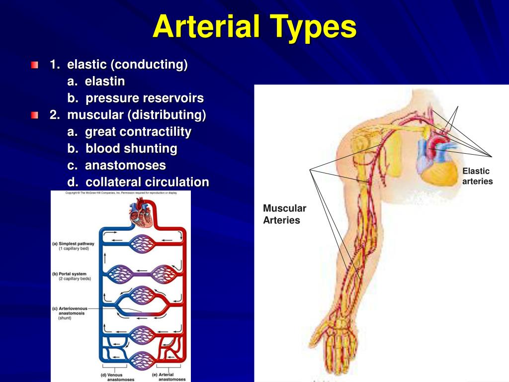 PPT - The Cardiovascular System: Blood Vessels and Hemodynamics ...