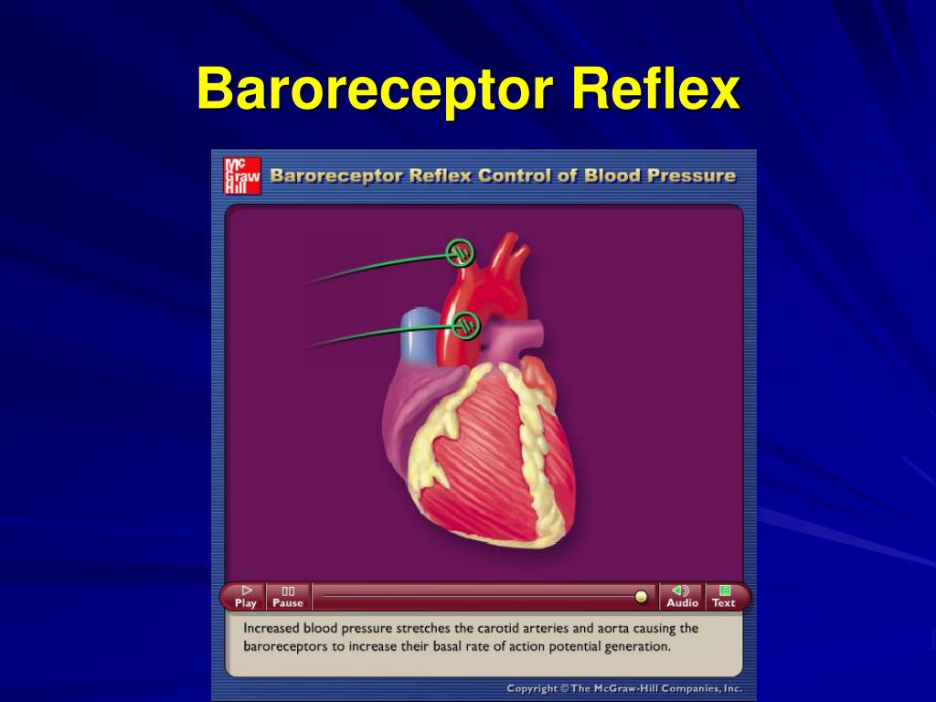 PPT - The Cardiovascular System: Blood Vessels and Hemodynamics ...