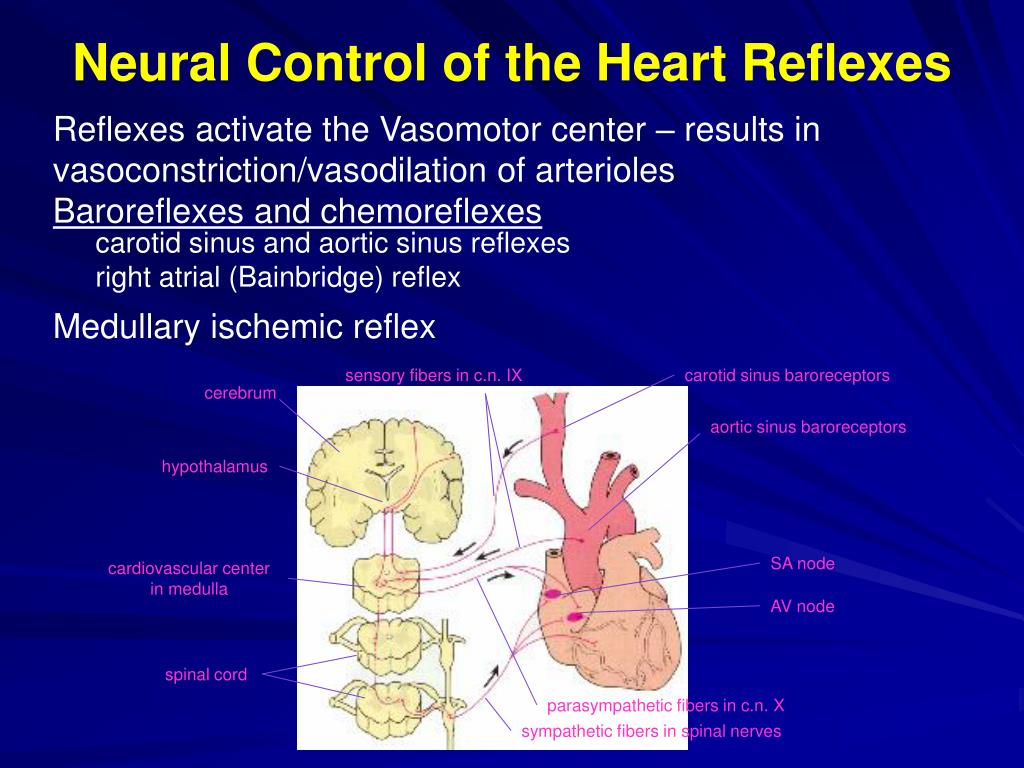 PPT - The Cardiovascular System: Blood Vessels and Hemodynamics ...