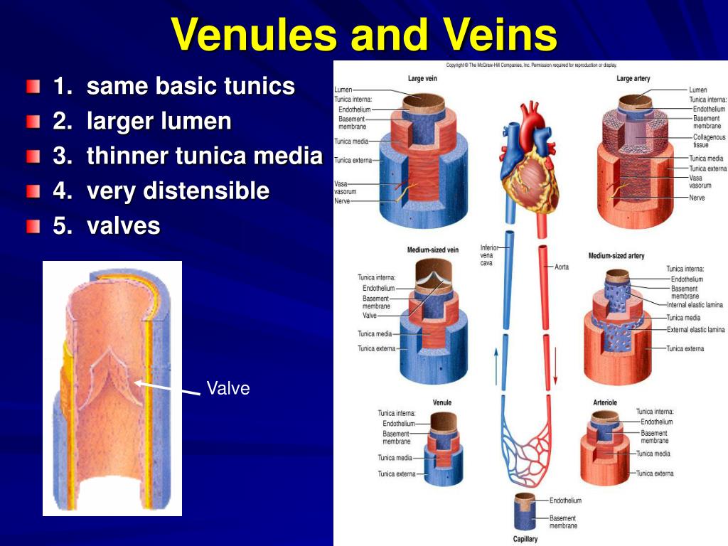 PPT - The Cardiovascular System: Blood Vessels and Hemodynamics ...