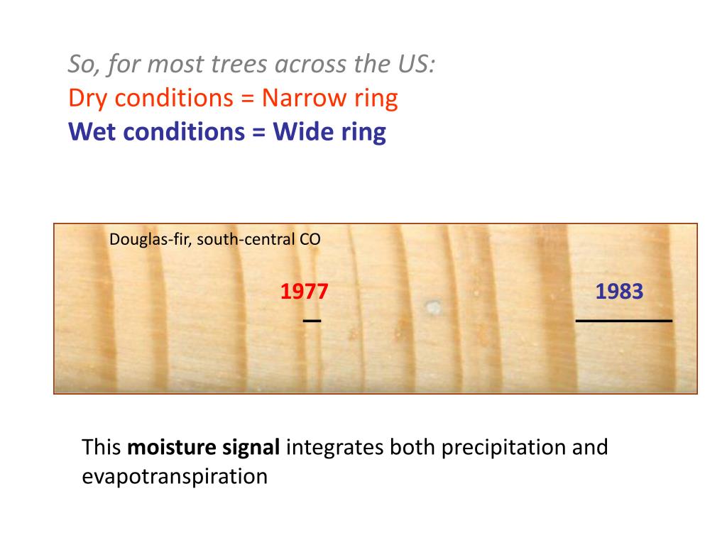 PPT - Micro-Rings and Megadroughts - What Can Tree Rings Tell Us About ...