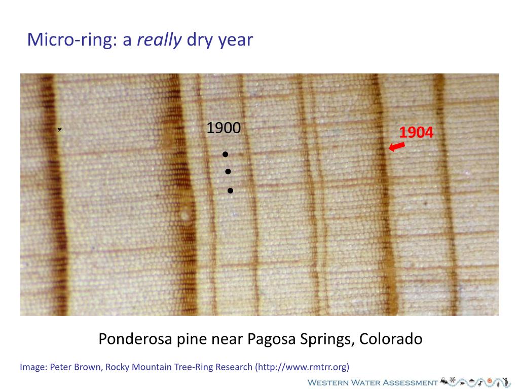 PPT - Micro-Rings and Megadroughts - What Can Tree Rings Tell Us About ...