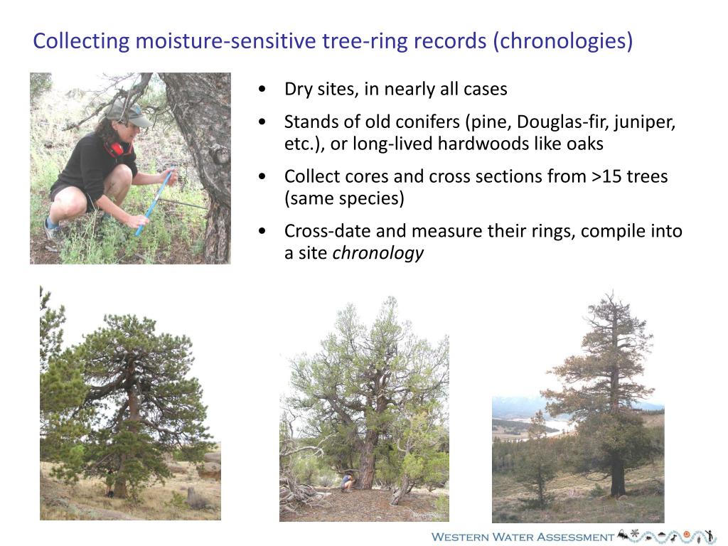 PPT - Micro-Rings and Megadroughts - What Can Tree Rings Tell Us About ...