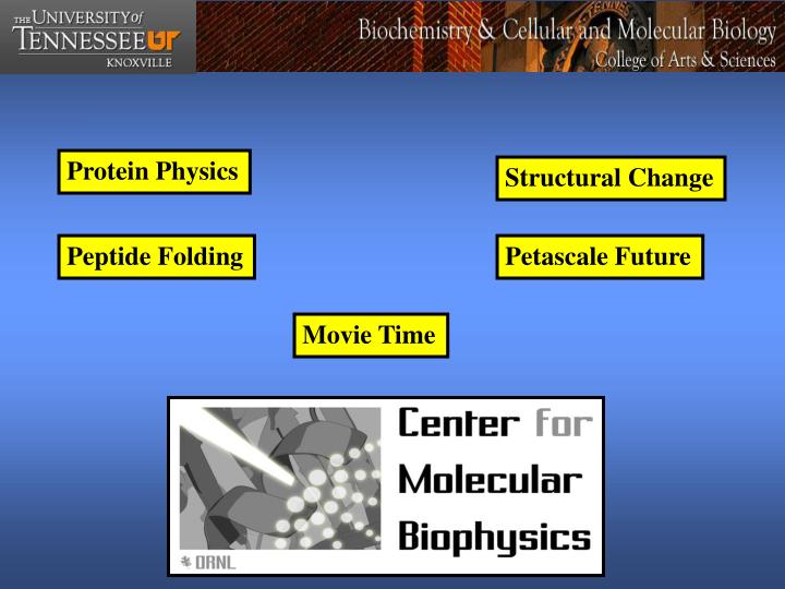 PPT - Peptide Folding PowerPoint Presentation, free download - ID:3344240