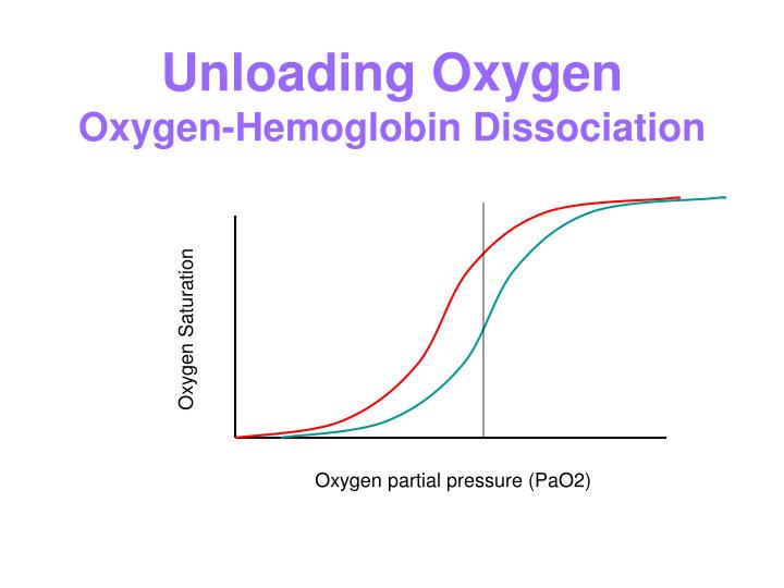 PPT - Lung: Anatomy & Physiology PowerPoint Presentation - ID:3344713