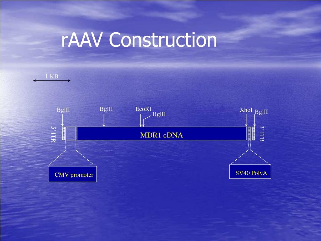 PPT - Adeno-Associated Virus in Human Gene Therapy PowerPoint ...