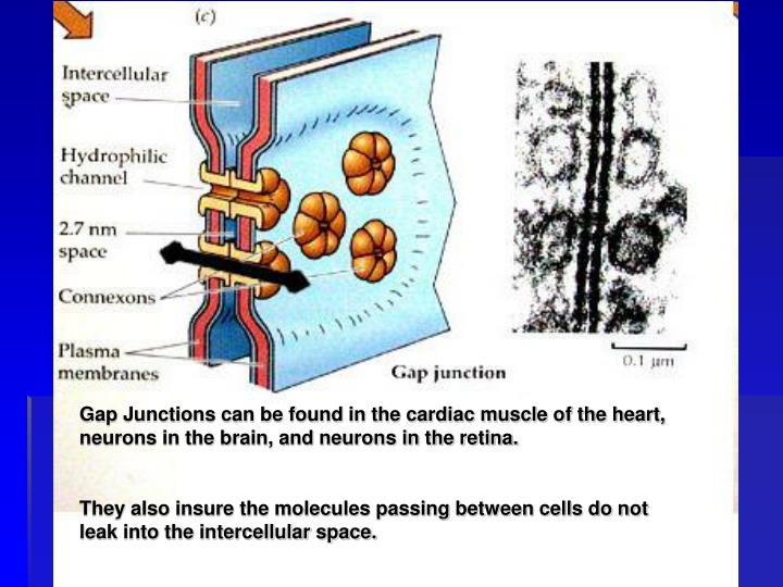 PPT - Tight Juctions, Gap Junctions and Animal Extracellular Matrix ...