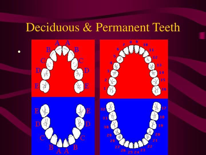 The Deciduous And Permanent Teeth Clipart Etc - vrogue.co The Deciduous And Permanent Teeth Clipart Etc - vrogue.co