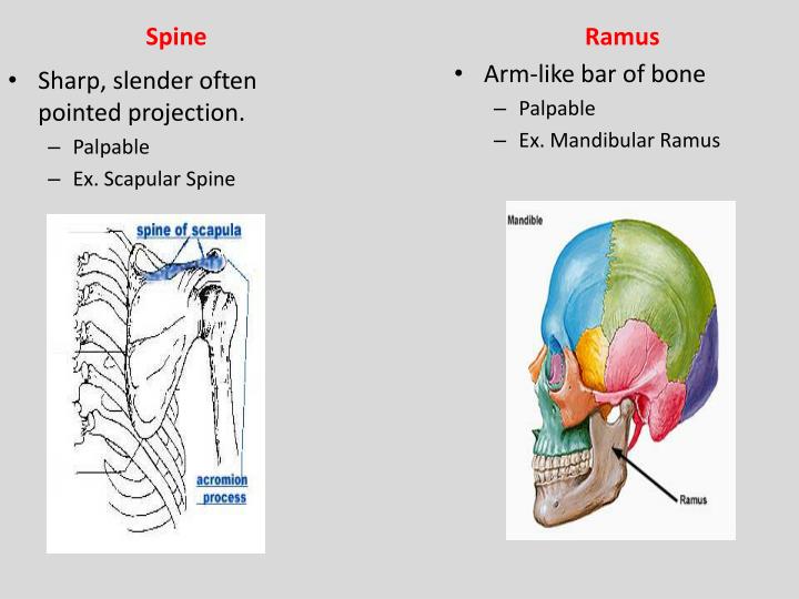 PPT - Bone Markings PowerPoint Presentation - ID:3346559