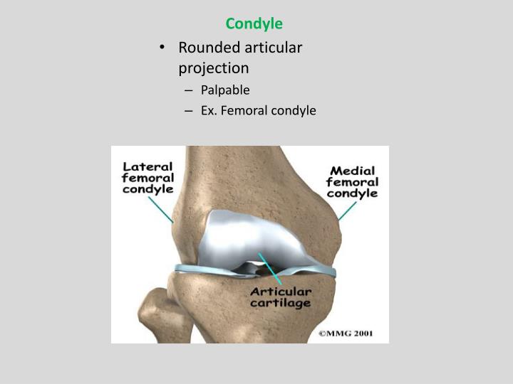 PPT - Bone Markings PowerPoint Presentation - ID:3346559