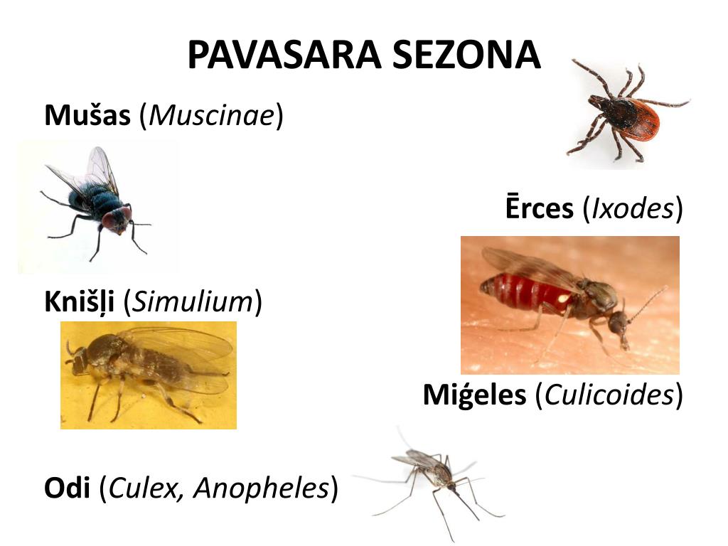 PPT - DZĪVNIEKU EKTOPARAZĪTI PowerPoint Presentation, free download ...
