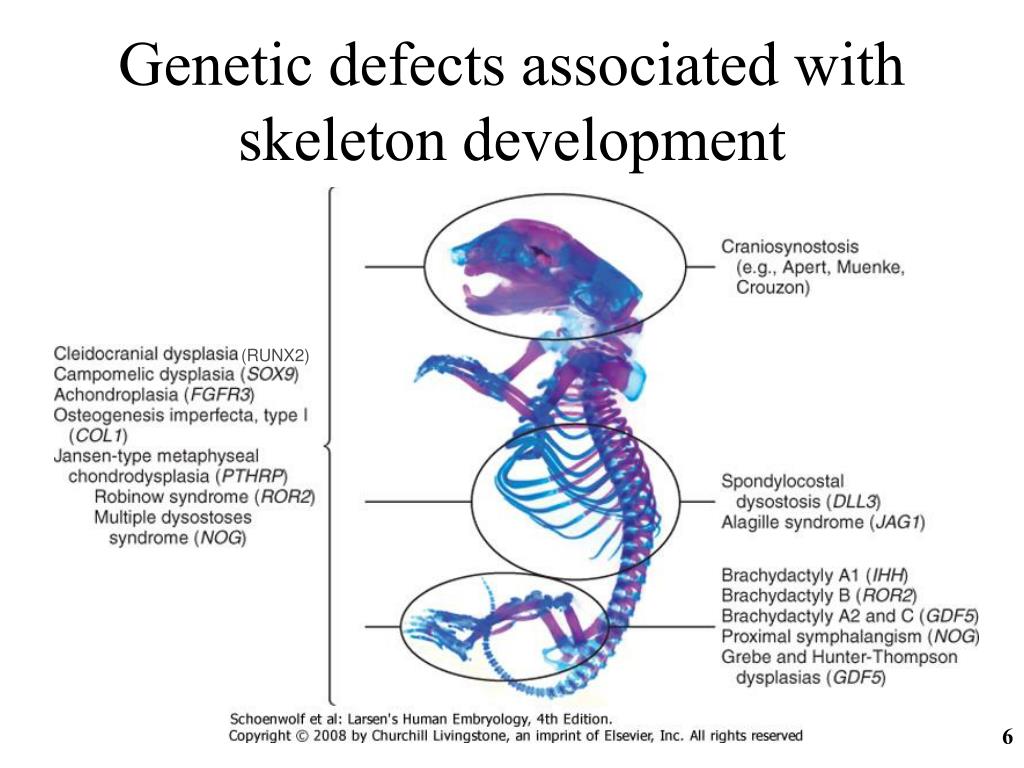 PPT - Skeleton Development Patricia Ducy HHSC1616 x5-9299 pd2193 ...