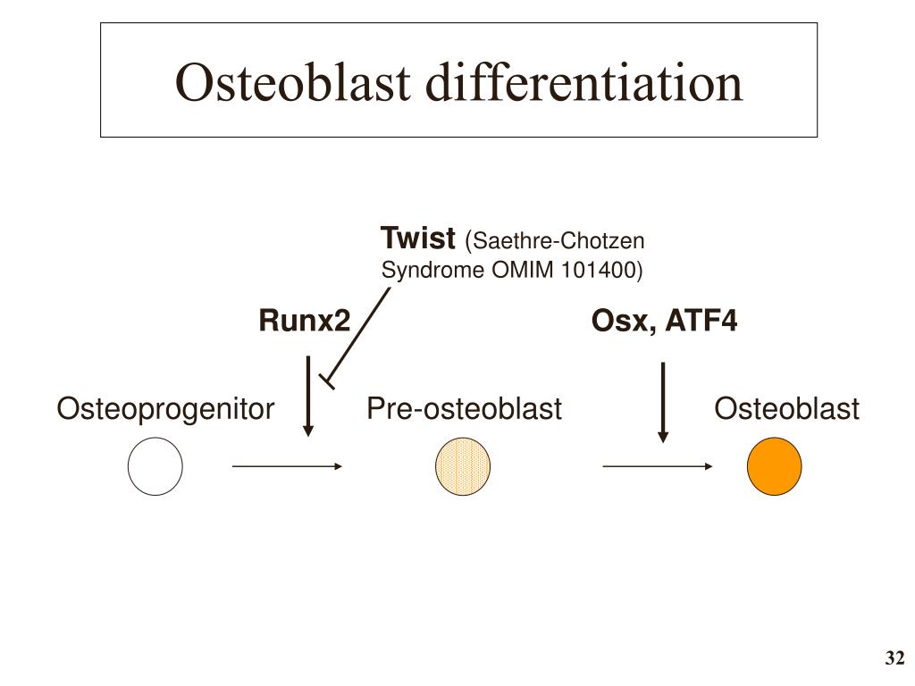 PPT - Skeleton Development Patricia Ducy HHSC1616 x5-9299 pd2193 ...