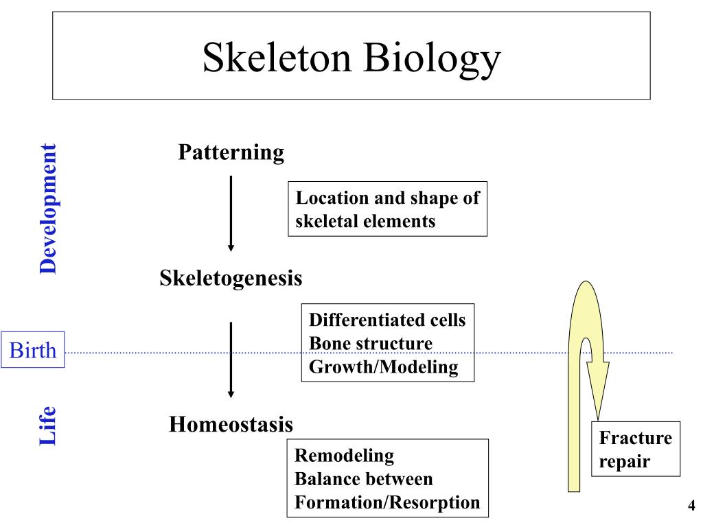 PPT - Skeleton Development Patricia Ducy HHSC1616 x5-9299 pd2193 ...