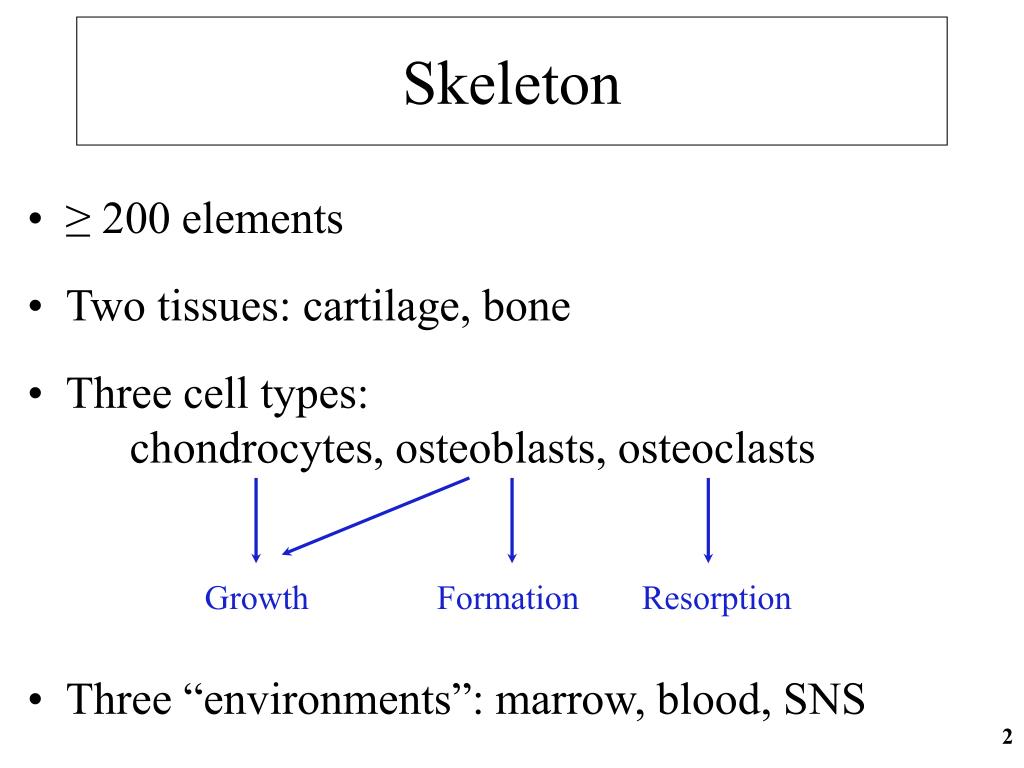 PPT - Skeleton Development Patricia Ducy HHSC1616 x5-9299 pd2193 ...