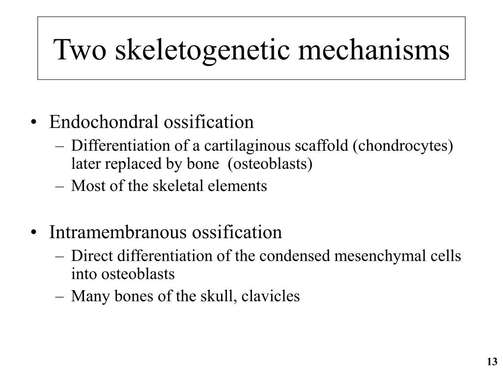 PPT - Skeleton Development Patricia Ducy HHSC1616 x5-9299 pd2193 ...