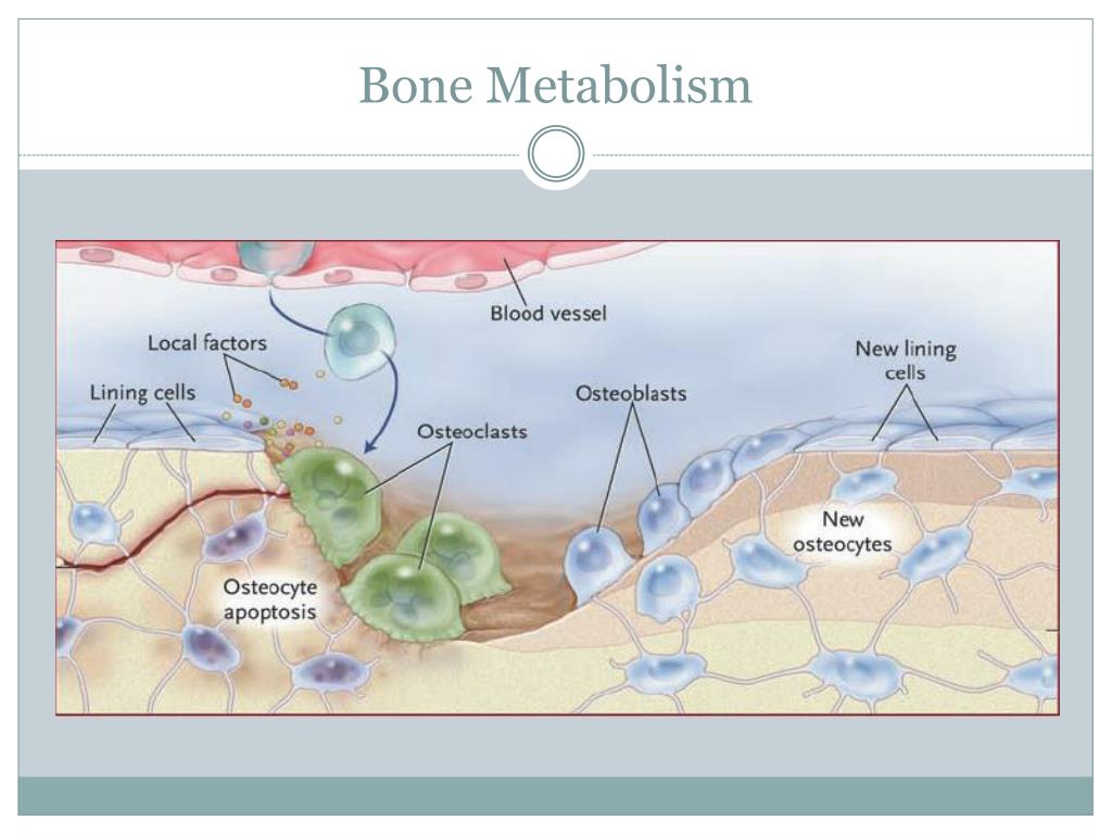 PPT - Thiazolidinediones and Bone Metabolism: in-vitro studies ...