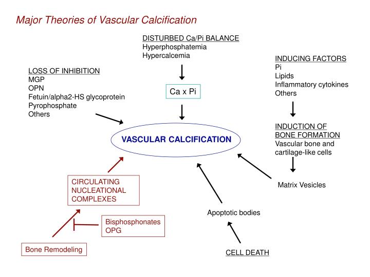 PPT - Vascular Calcification PowerPoint Presentation - ID:3349072