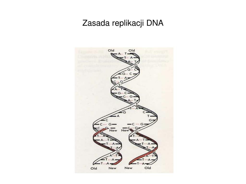 PPT - Replikacja, naprawa i rekombinacja DNA u eukariontów PowerPoint ...