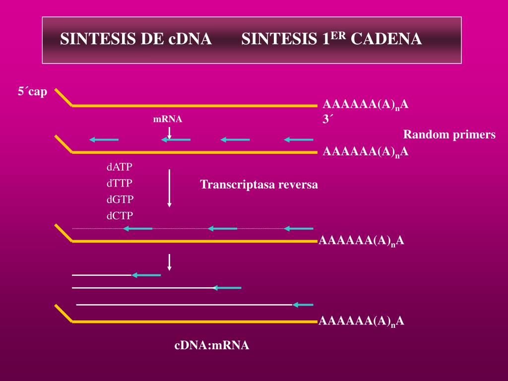 PPT - EL ANALISIS MOLECULAR DEL DNA HA SIDO POSIBLE MEDIANTE EL CLONADO ...