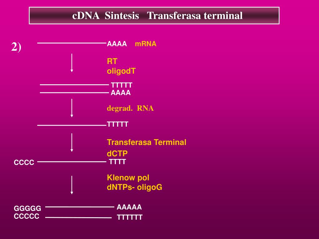 PPT - EL ANALISIS MOLECULAR DEL DNA HA SIDO POSIBLE MEDIANTE EL CLONADO ...