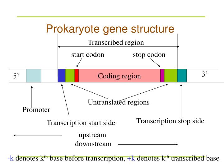 PPT - Gene Structure Prediction (Gene Finding) PowerPoint Presentation ...