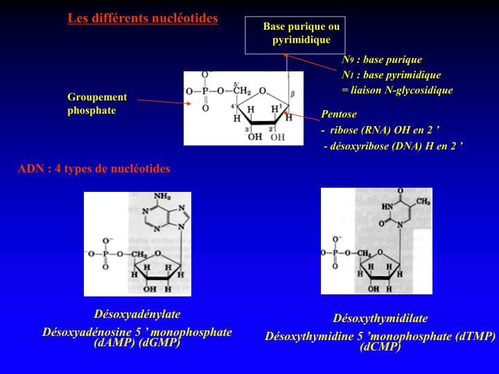 PPT - BIOLOGIE MOLÉCULAIRE ( COURS DE 1ÈRE ANNÉE ) PowerPoint ...